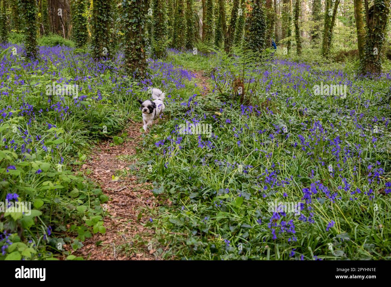 Castlefreke woods hi-res stock photography and images - Alamy