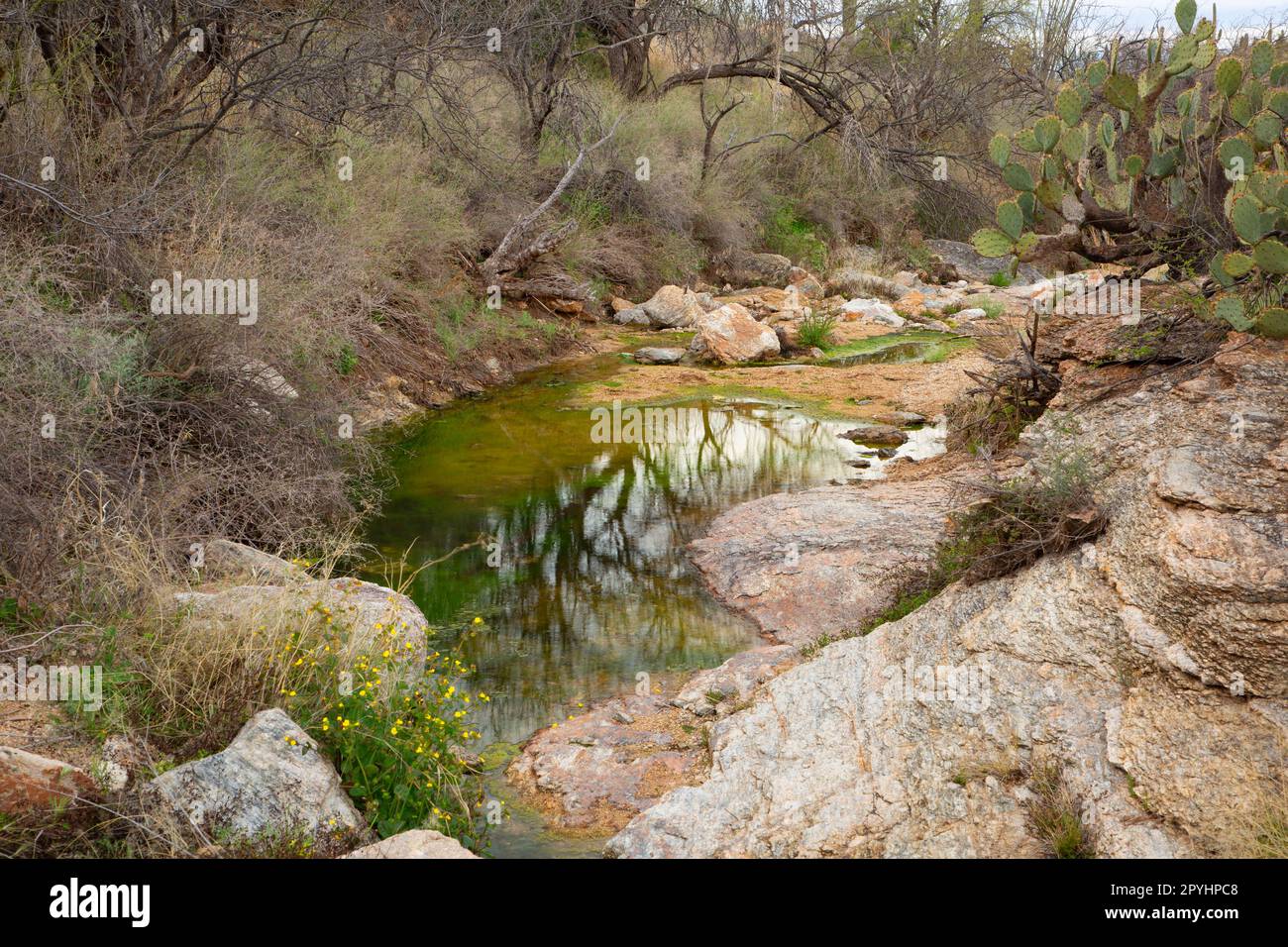 Wash along Tanque Verde Trail, Saguaro National Park-Rincon Mountain ...