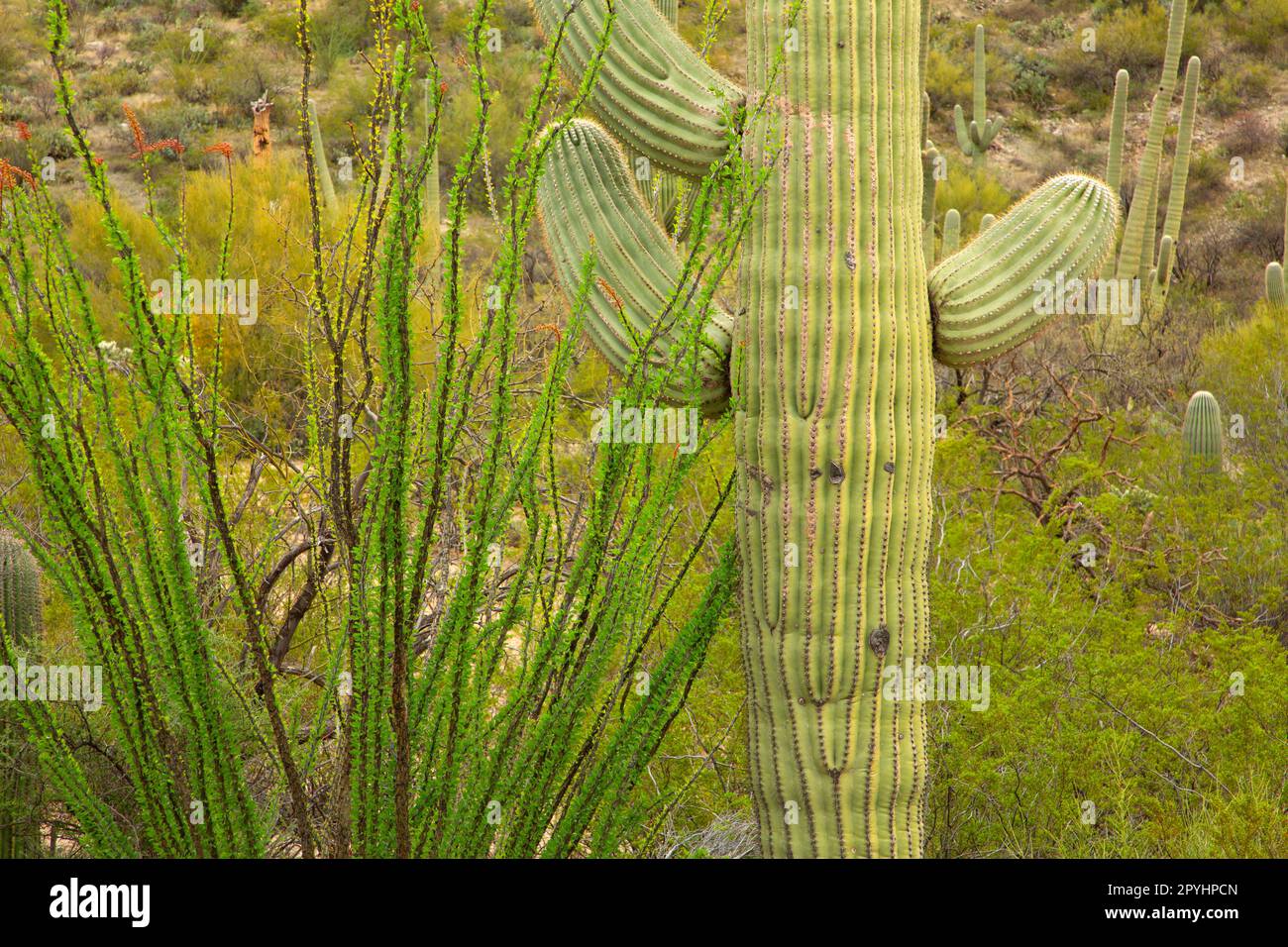 Ocotillo and saguaro along Tanque Verde Trail, Saguaro National Park ...