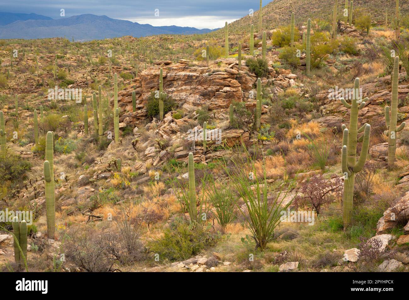 Tanque verde trail hi-res stock photography and images - Alamy