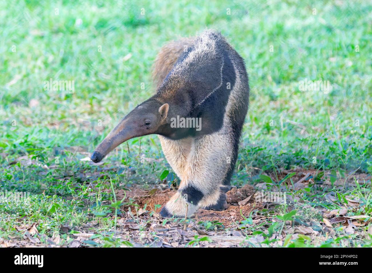 Giant anteater, cute animal from Brazil. Myrmecophaga tridactyla ...