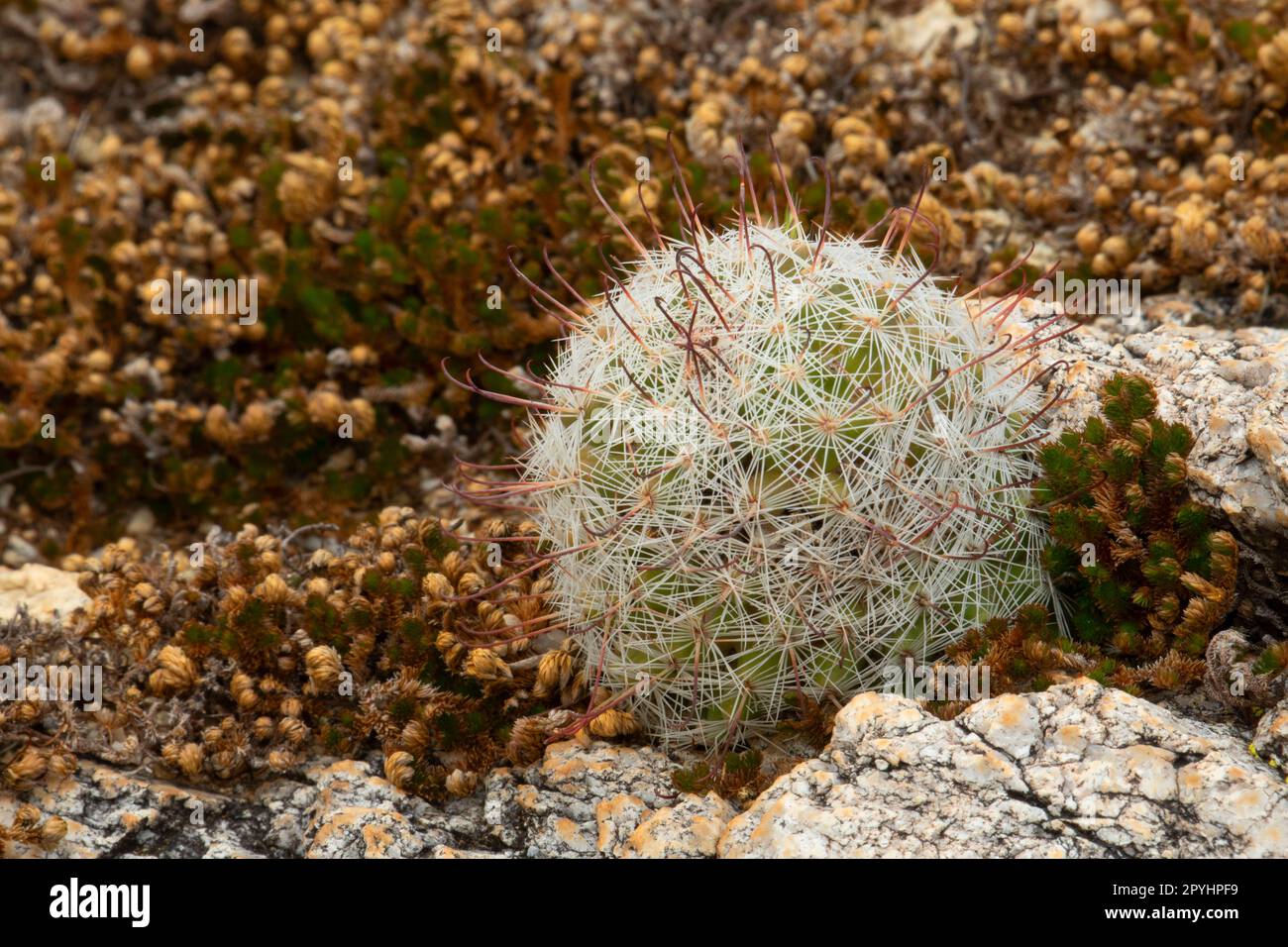 Fishhook pincushion cactus along Tanque Verde Trail, Saguaro National ...
