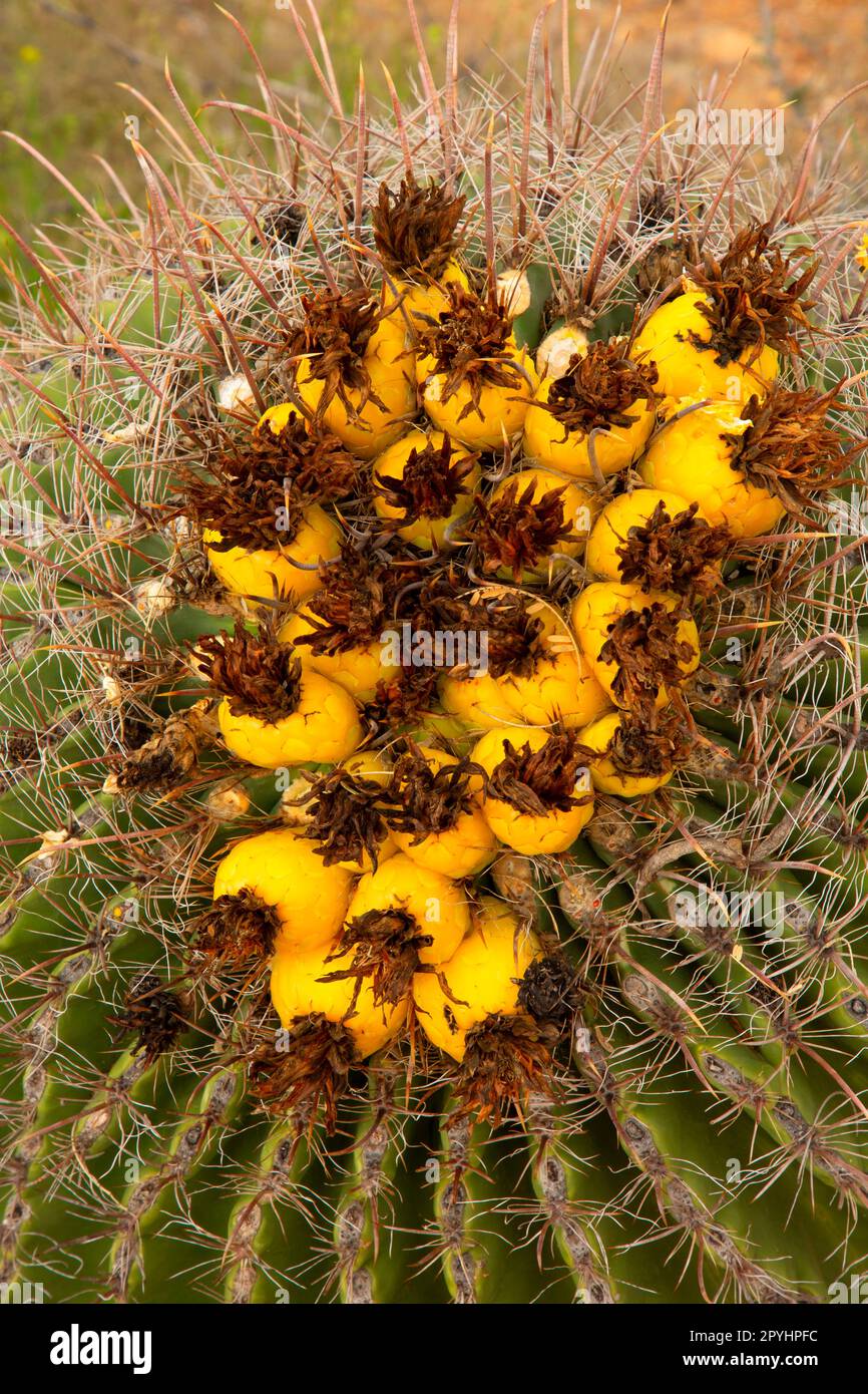 Fishhook barrel cactus hi-res stock photography and images - Alamy