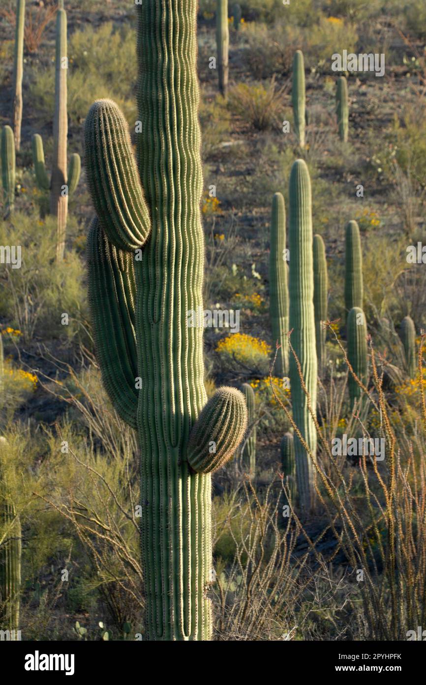 Pima county tucson hi-res stock photography and images - Alamy
