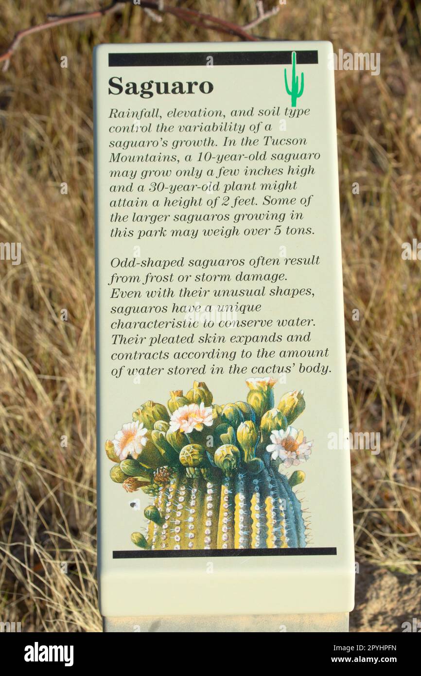 Saguaro interpretive board, Saguaro National Park-Tucson Mountain ...