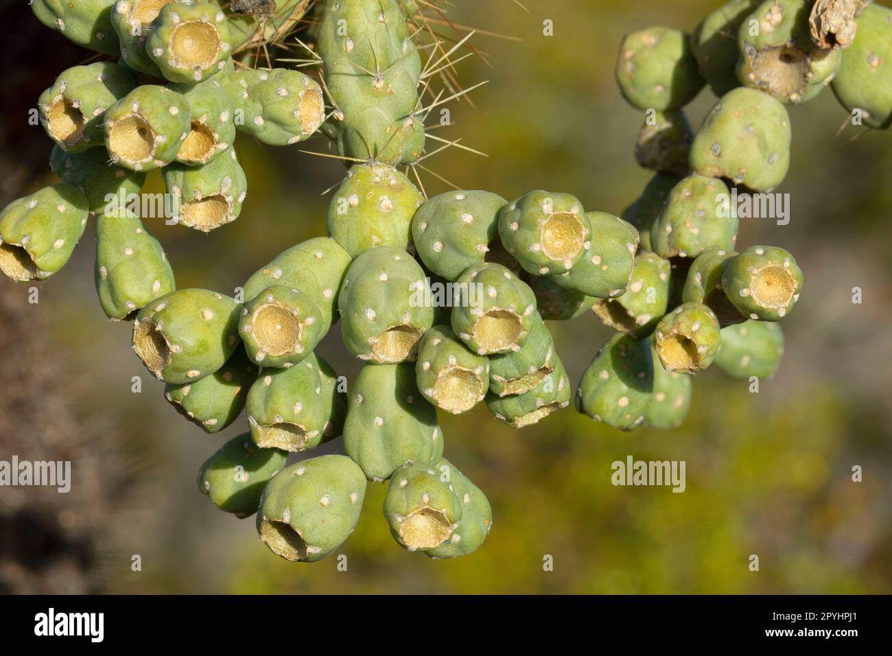 Hanging chain cholla ( Cylindropuntia fulgida), Saguaro National Park ...