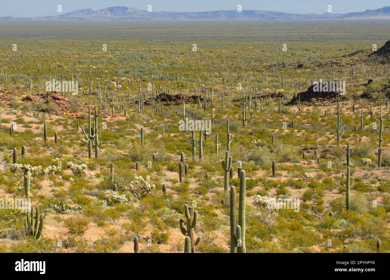 Desert from Dripping Springs Trail, Organ Pipe Cactus National Monument ...