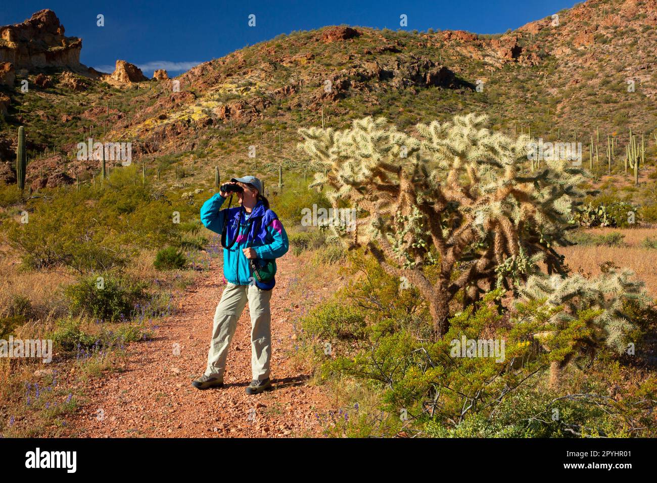 Dripping Springs Trail, Organ Pipe Cactus National Monument, Arizona ...