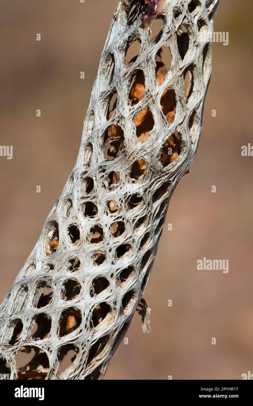 Cholla skeleton along Puerto Blanco Drive, Organ Pipe Cactus National ...