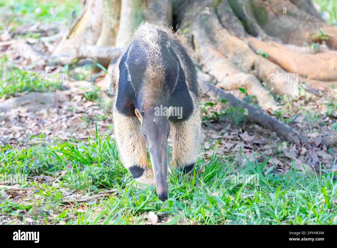 Giant anteater, cute animal from Brazil. Myrmecophaga tridactyla ...