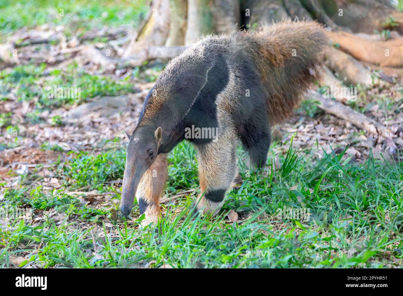 Giant anteater, cute animal from Brazil. Myrmecophaga tridactyla ...