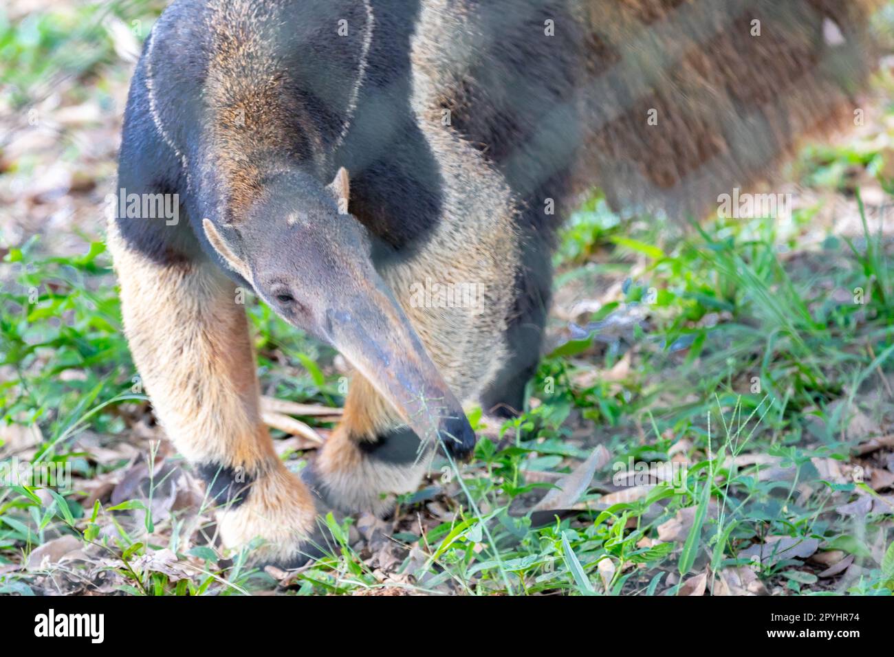 Giant anteater, cute animal from Brazil. Myrmecophaga tridactyla ...