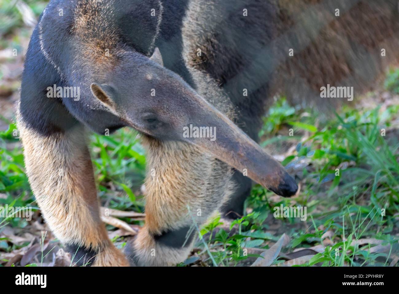 Giant anteater, cute animal from Brazil. Myrmecophaga tridactyla ...