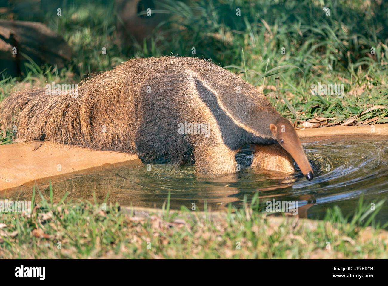 Cute Anteater