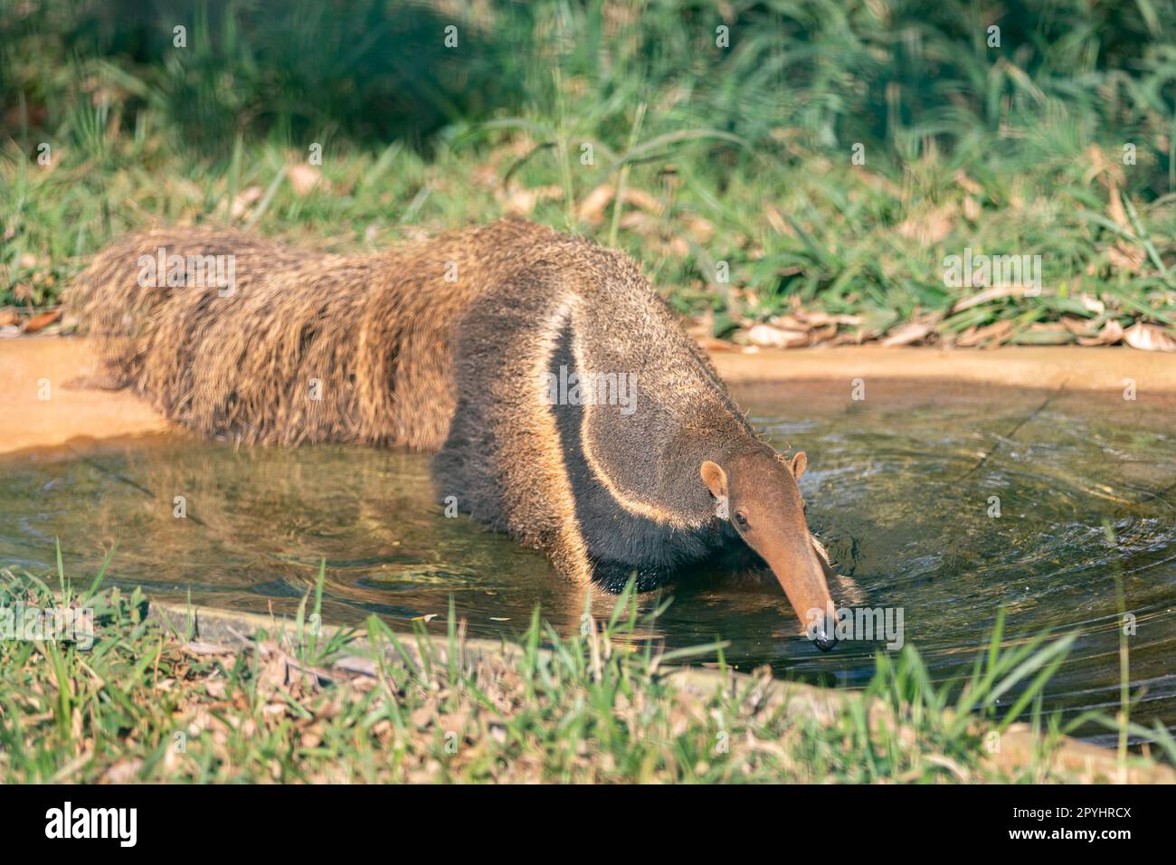 Giant anteater, cute animal from Brazil. Myrmecophaga tridactyla ...