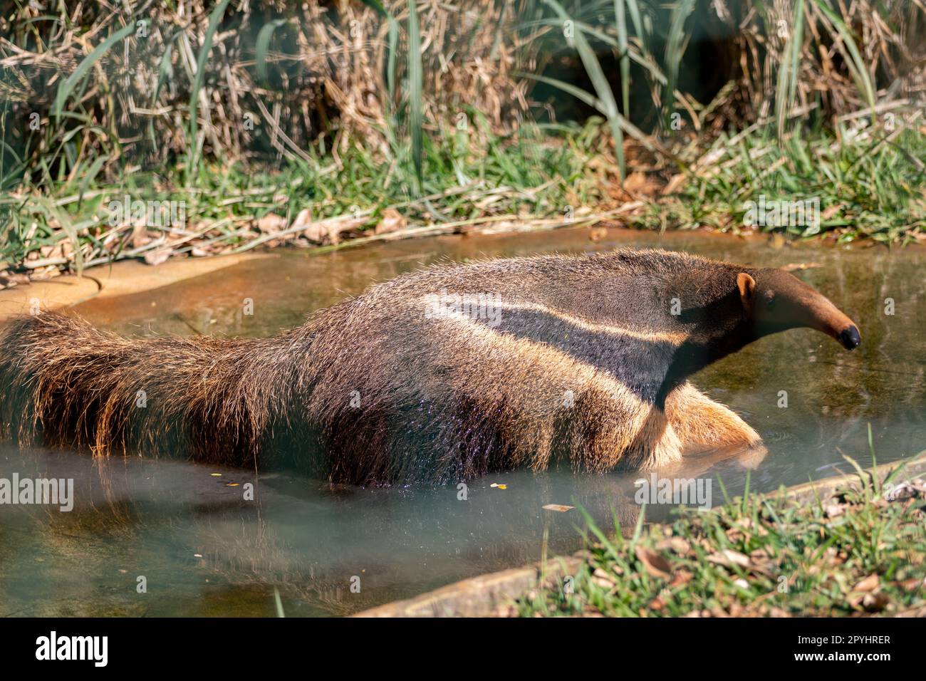 Giant anteater, cute animal from Brazil. Myrmecophaga tridactyla ...