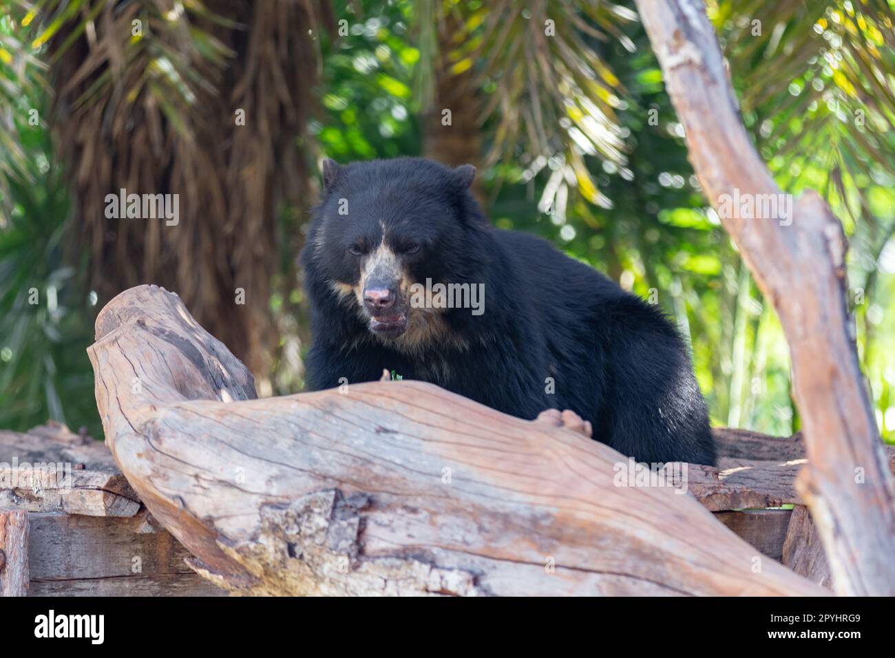 Bear spectacle hi-res stock photography and images - Alamy