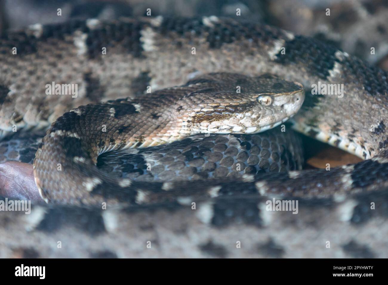 Very common venomous snake in Brazil known as "jararaca Pintada or ...