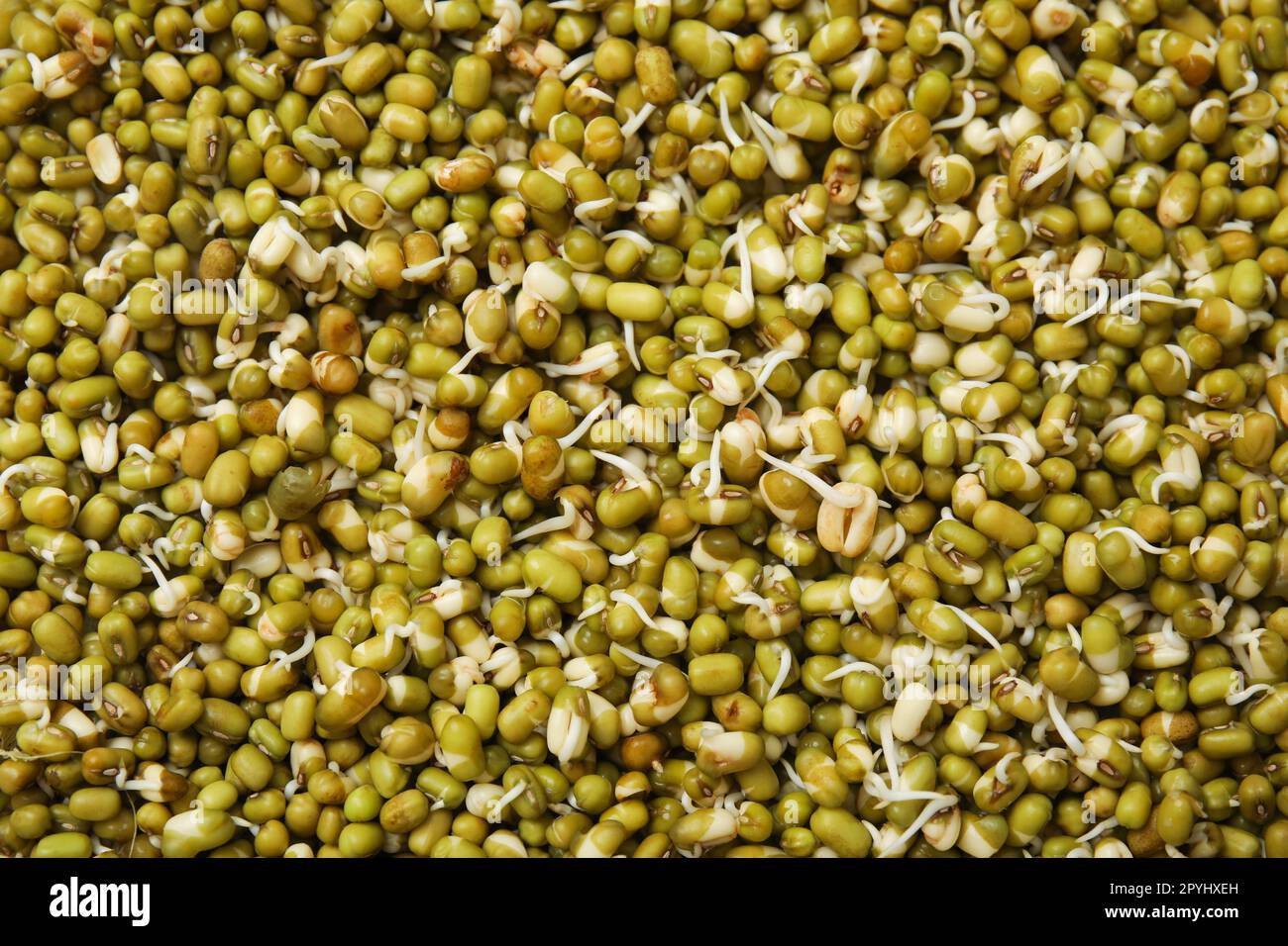 Fresh sprouted mung beans as background, top view Stock Photo - Alamy