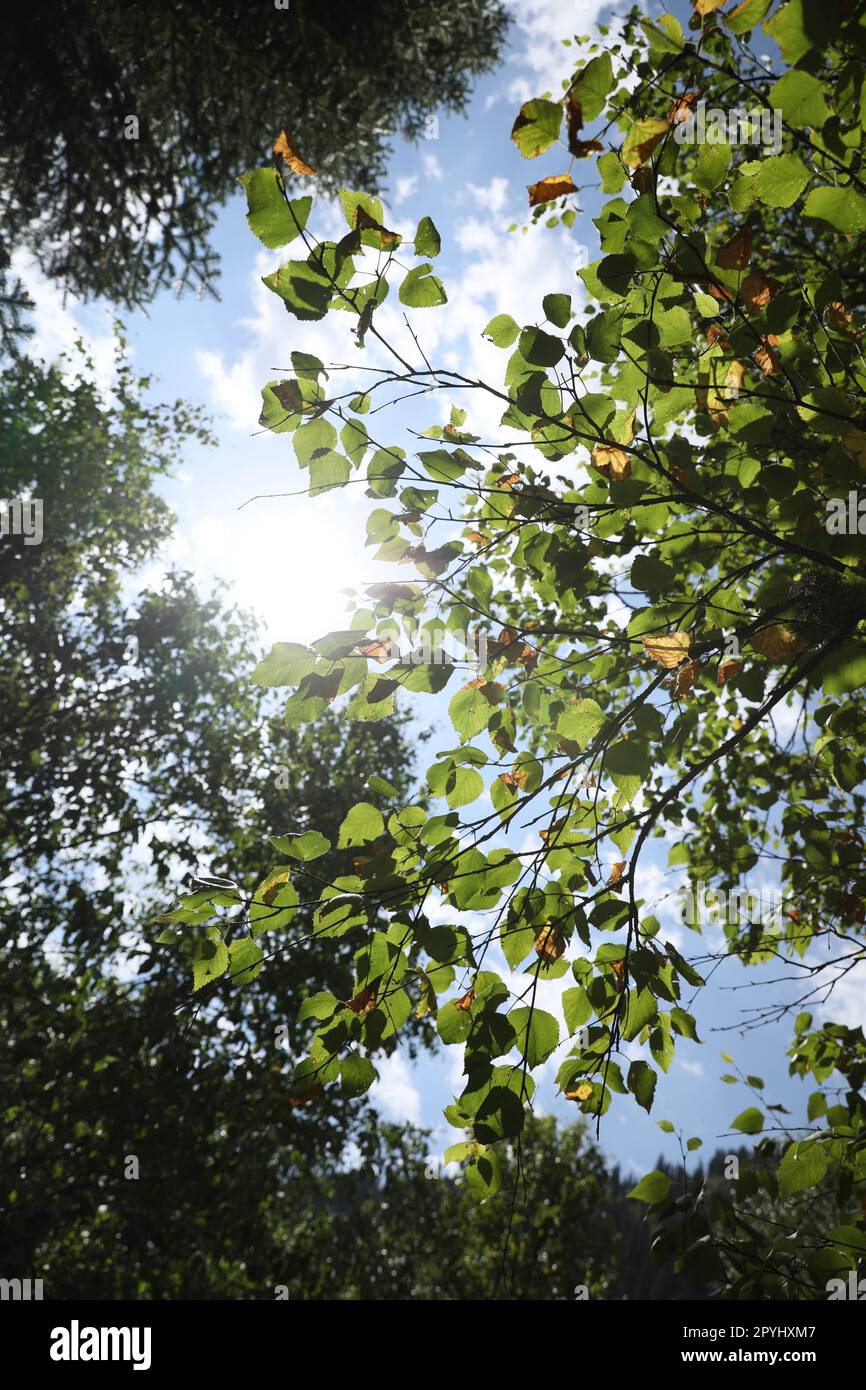 Beautiful trees growing under cloudy sky, bottom view Stock Photo - Alamy