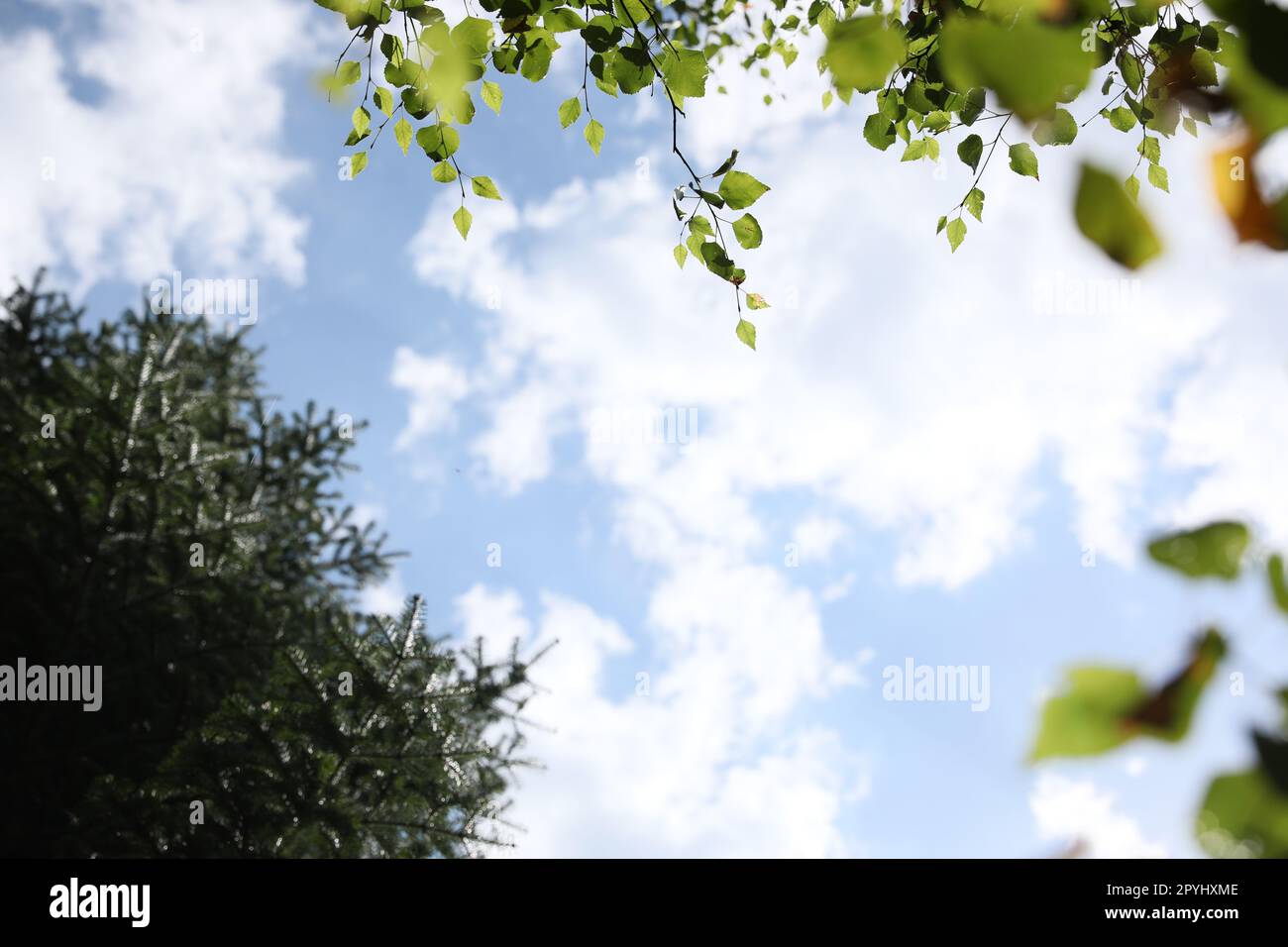 Beautiful trees growing under cloudy sky, bottom view Stock Photo - Alamy