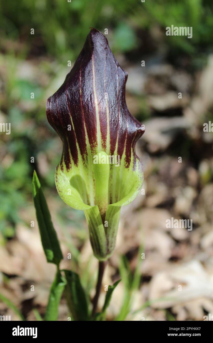 Exposed spathe of a jack-in-the-pulpit wildflower at Camp Ground Road ...