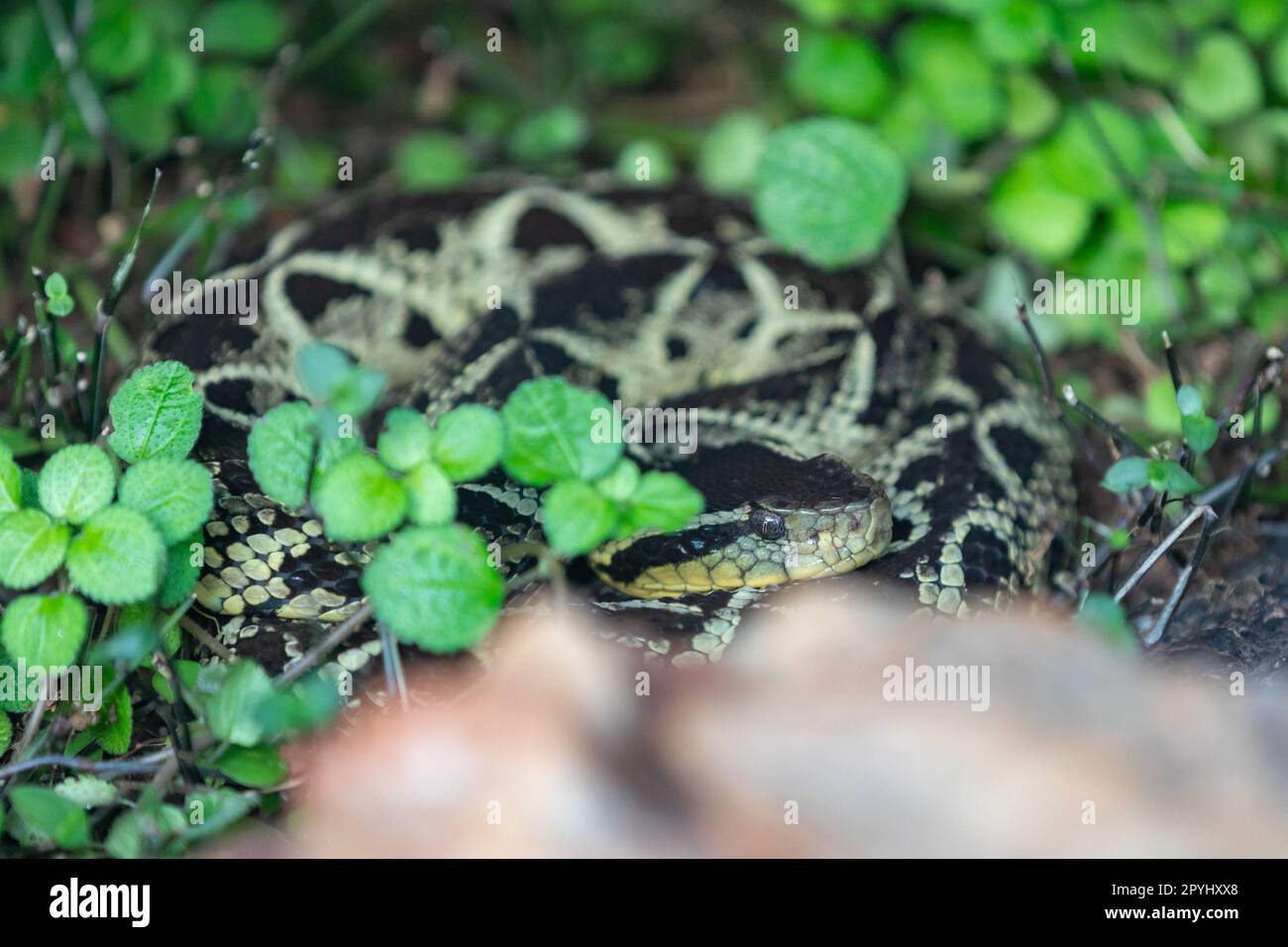 Very common venomous snake in Brazil known as "jararacuçu" (Bothrops ...