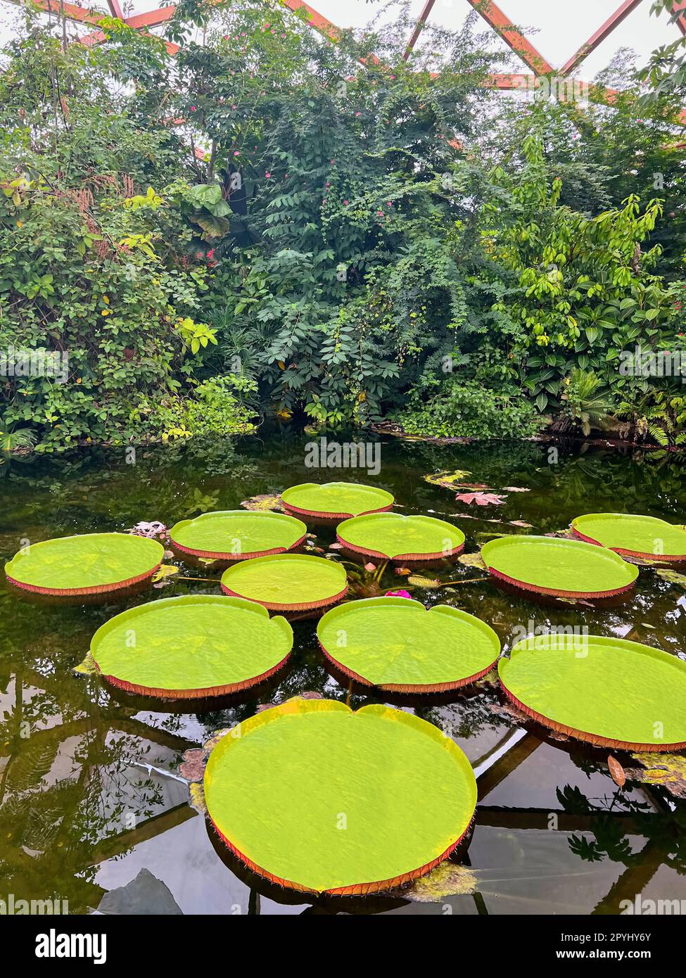Pond with beautiful Queen Victoria's water lily leaves Stock Photo - Alamy