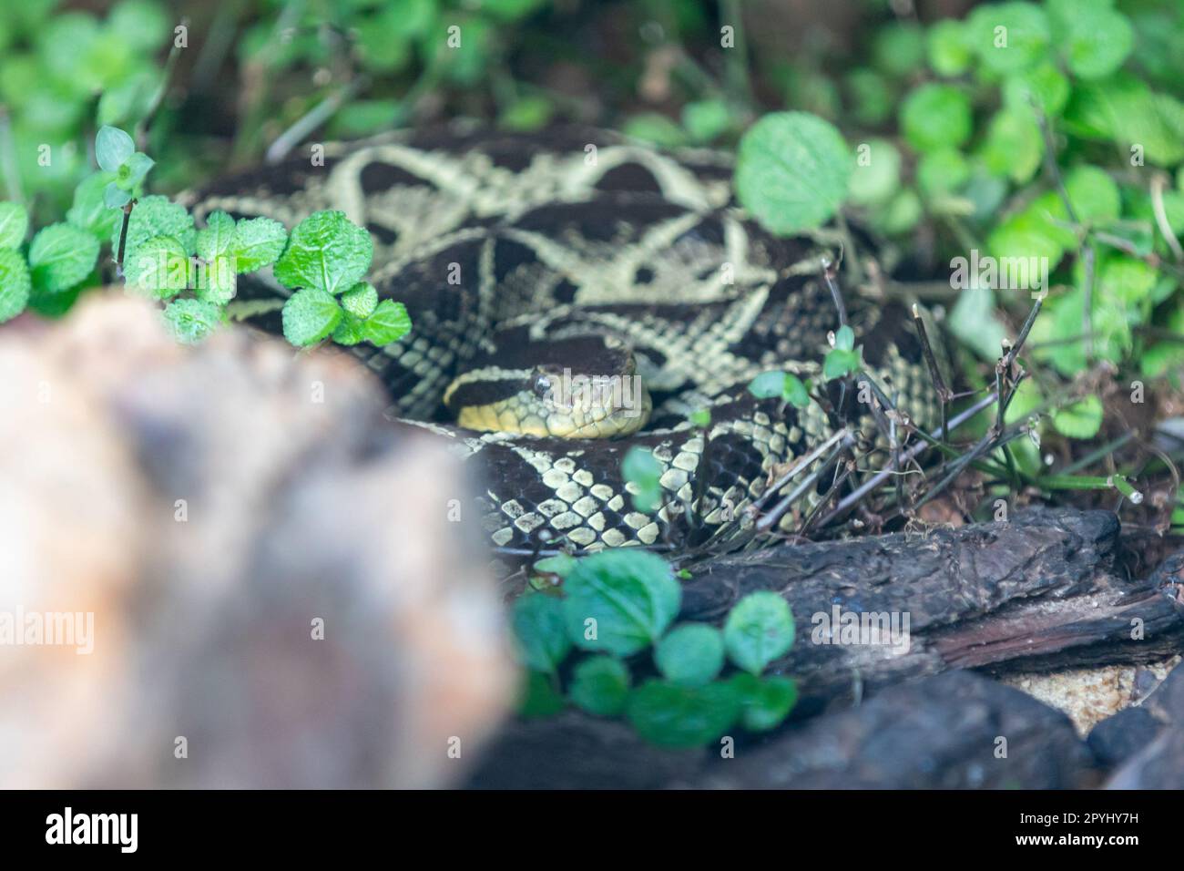 Very common venomous snake in Brazil known as "jararacuçu" (Bothrops ...