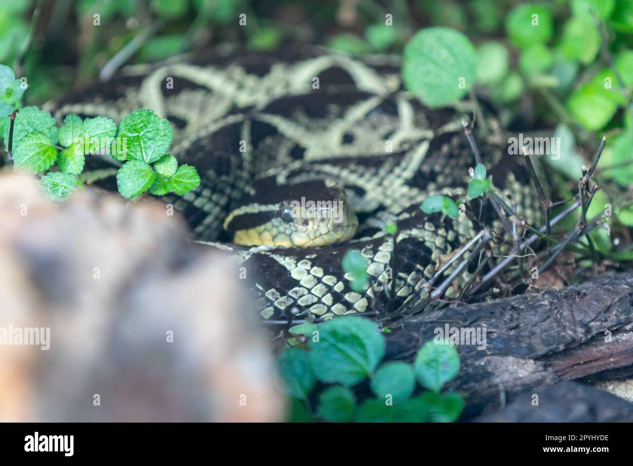Very common venomous snake in Brazil known as "jararacuçu" (Bothrops ...