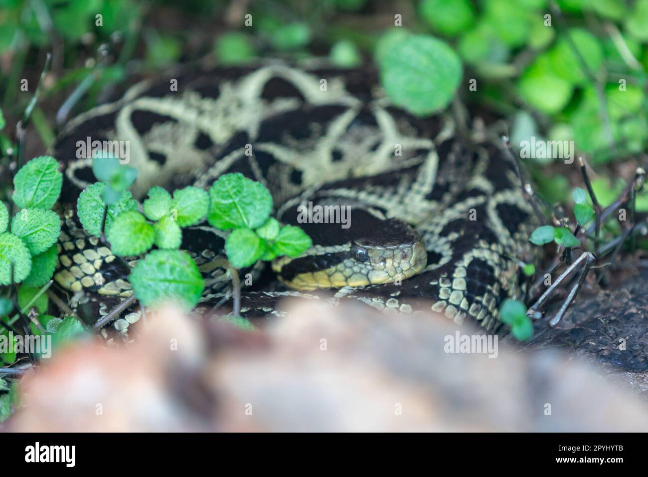 Very common venomous snake in Brazil known as "jararacuçu" (Bothrops ...