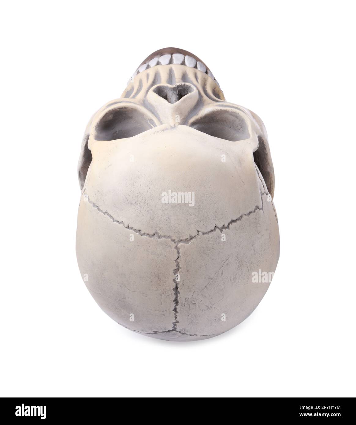 Human skull with teeth isolated on white Stock Photo - Alamy