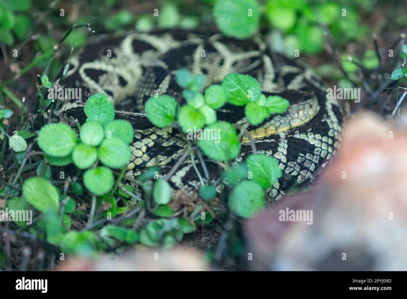 Very common venomous snake in Brazil known as "jararacuçu" (Bothrops ...