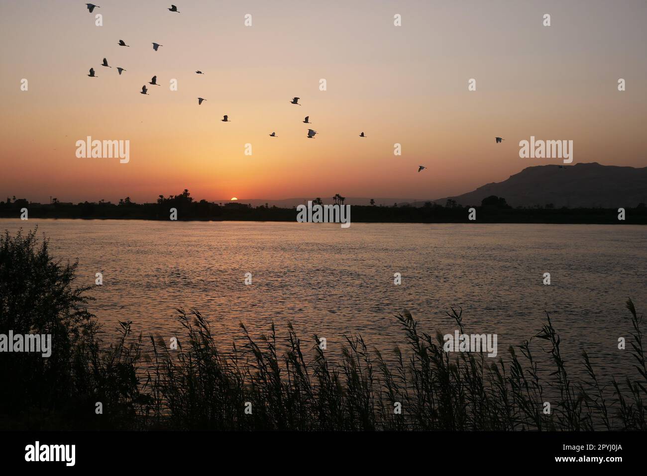 Flock of birds flying egypt hi-res stock photography and images - Alamy