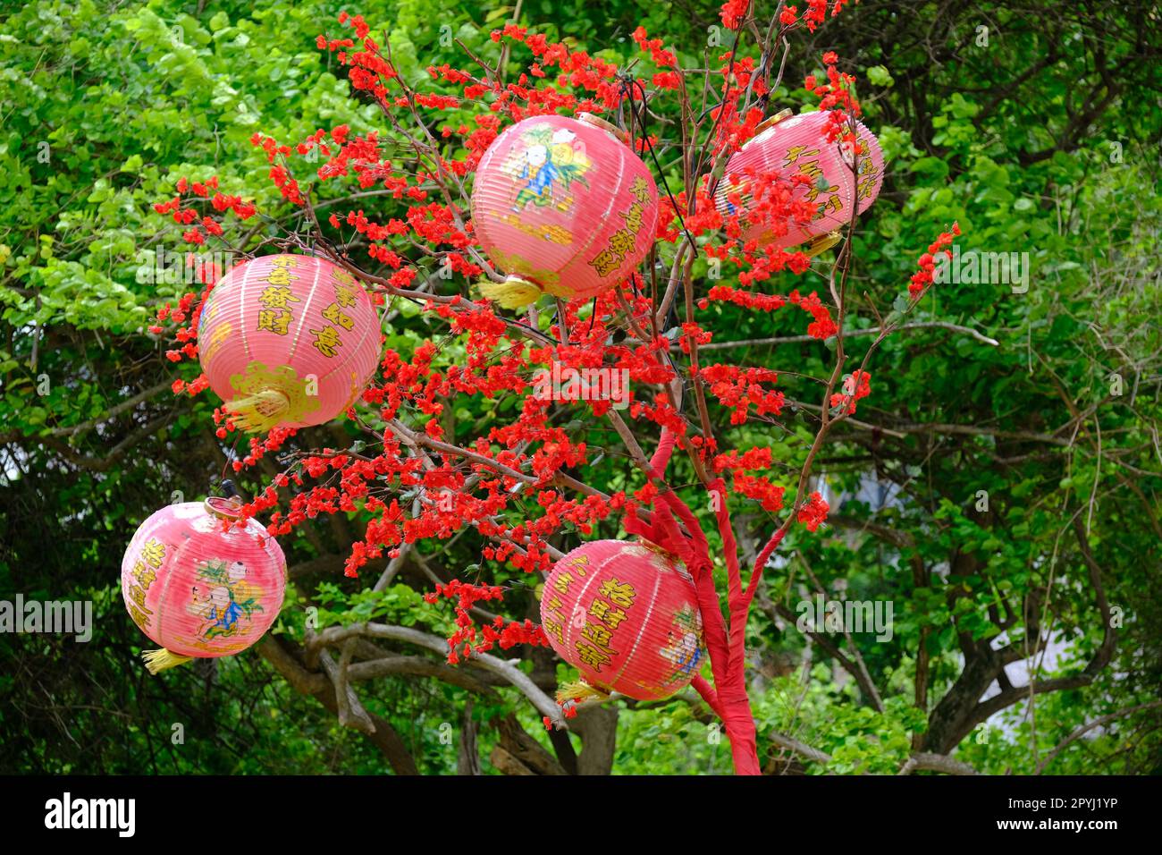 Indonesia Batam - Chinese Lantern in Nongsa Village Stock Photo - Alamy