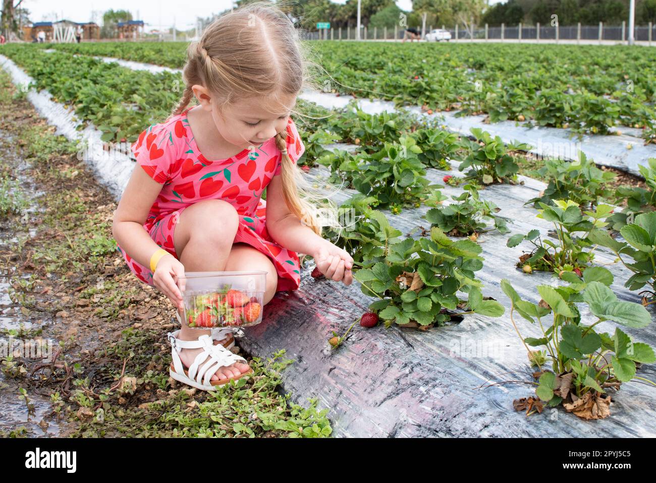 A smiling Little girl picks strawberries on the u-pick strawberry farm ...