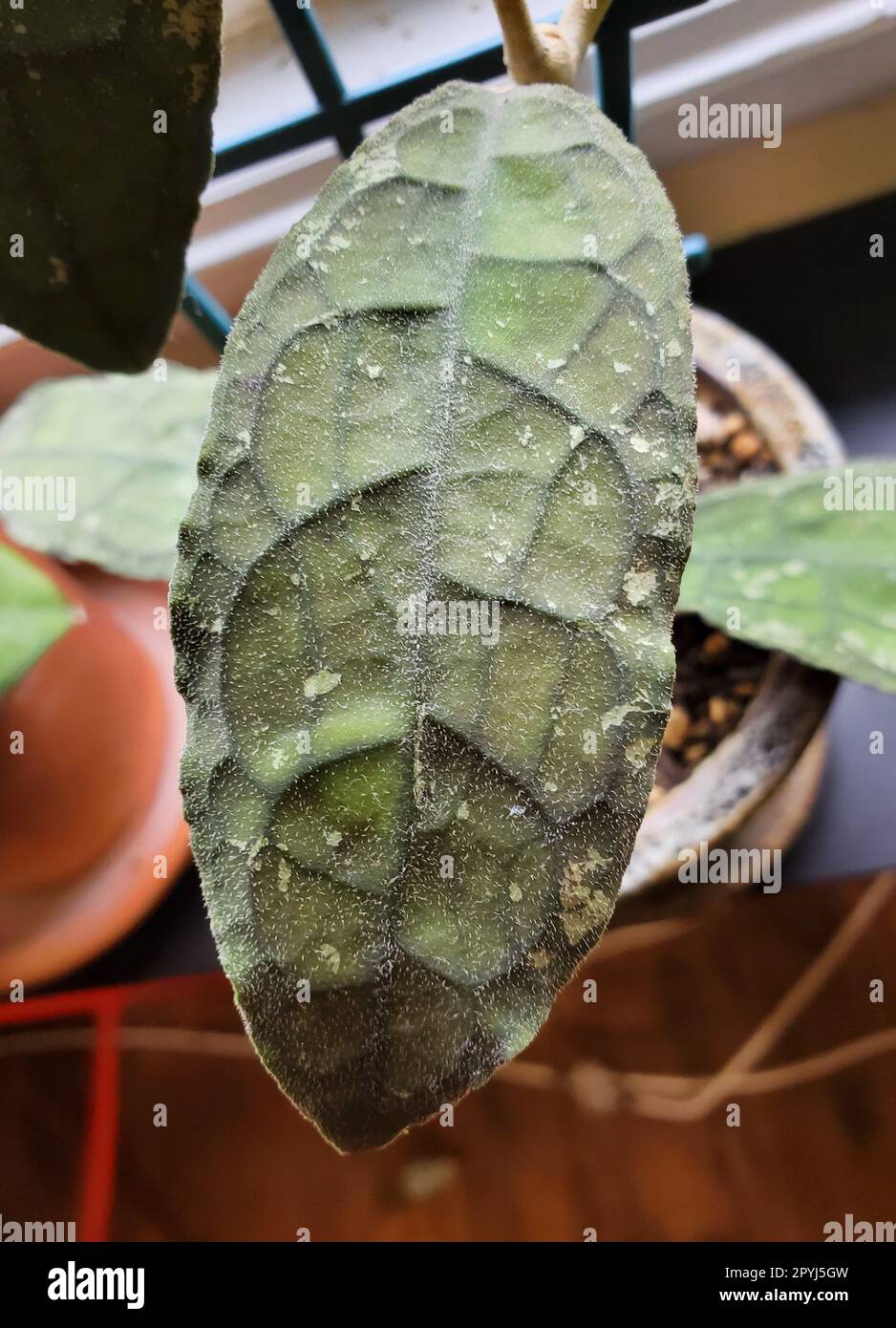 Dark and textured leaf of Hoya Clemensiorum, a rare tropical plant ...