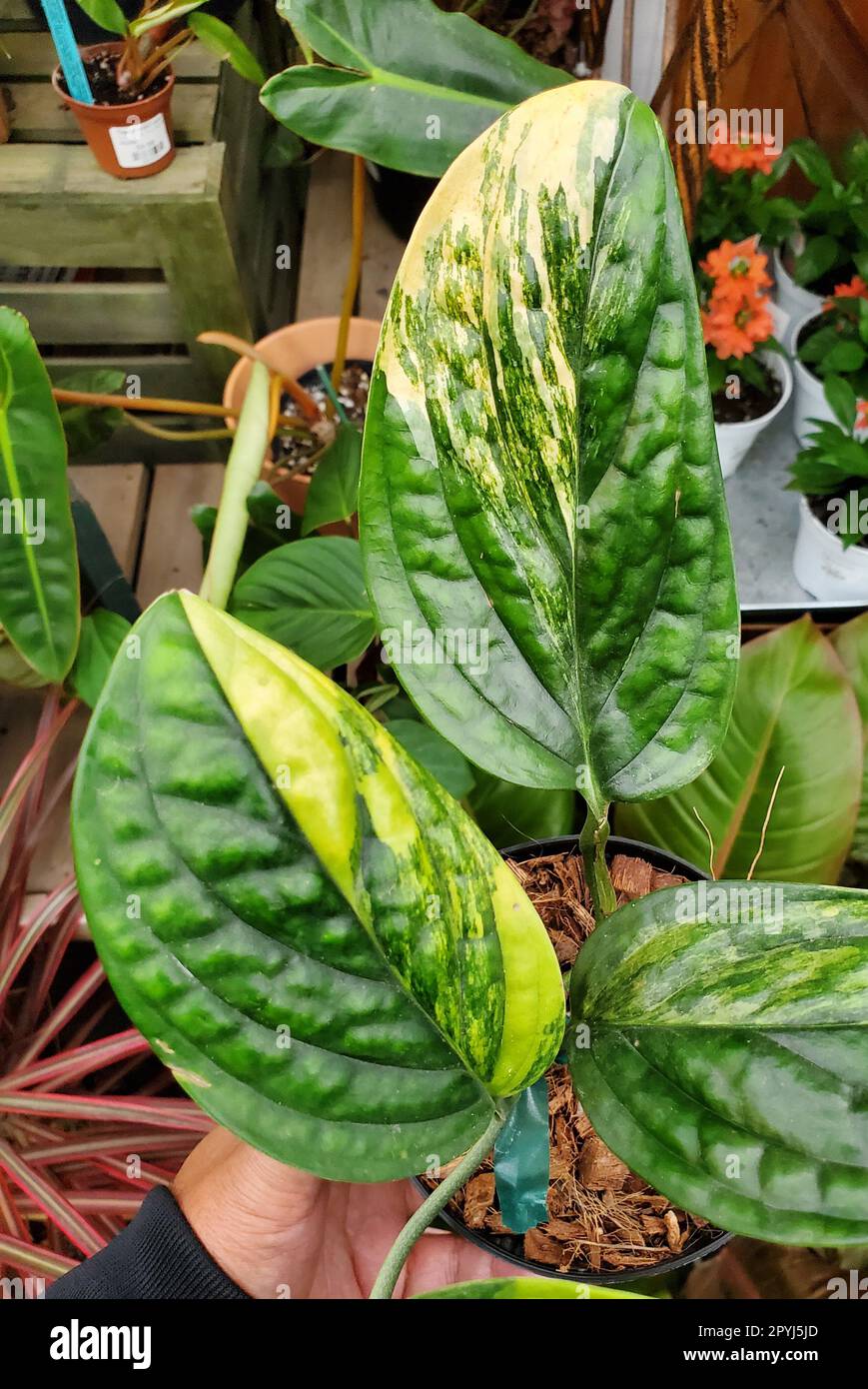 Beautiful leaves of Monstera Peru variegated, a rare and popular ...