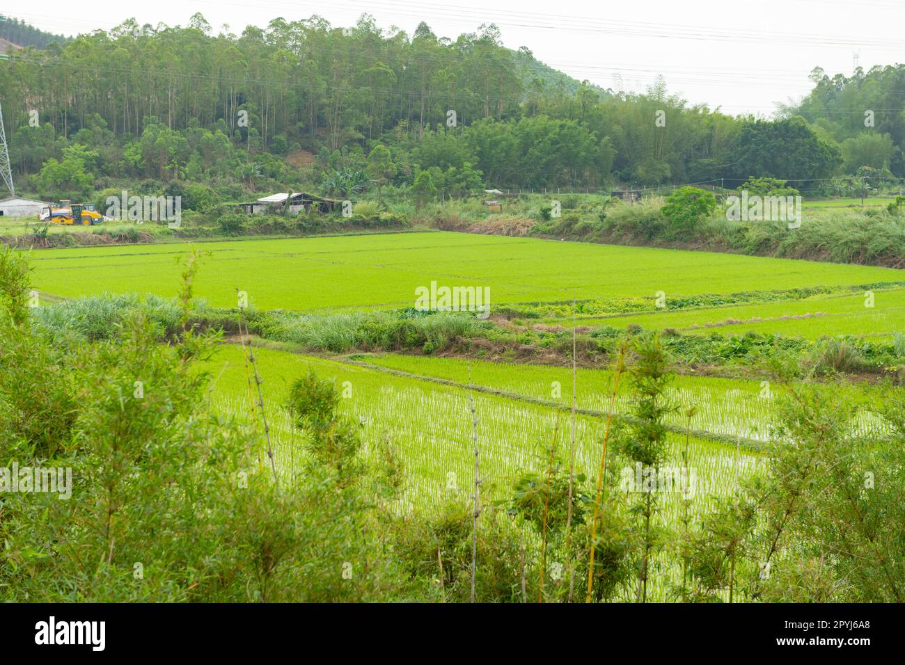 fresh green paddy field horizontal composition Stock Photo - Alamy