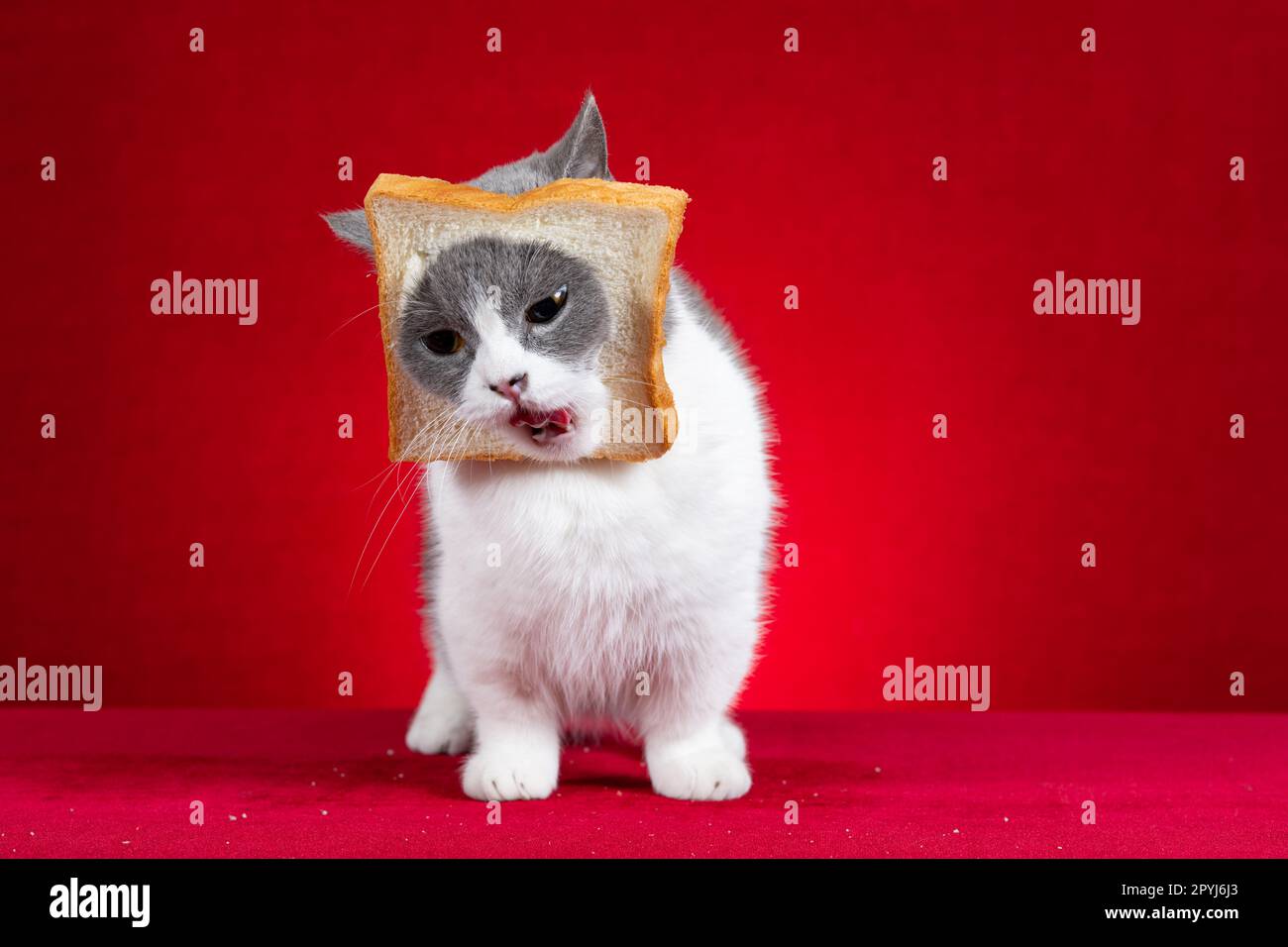cute british shorthair cat with slice of bread on the head on red ...