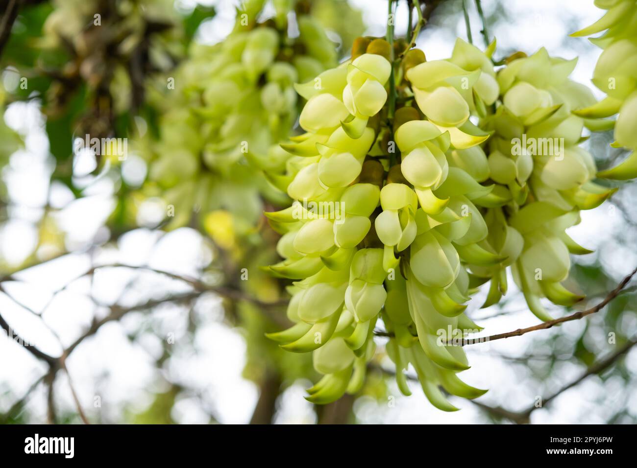 blooming mucuna birdwoodiana tutch in Spring horizontal composition ...