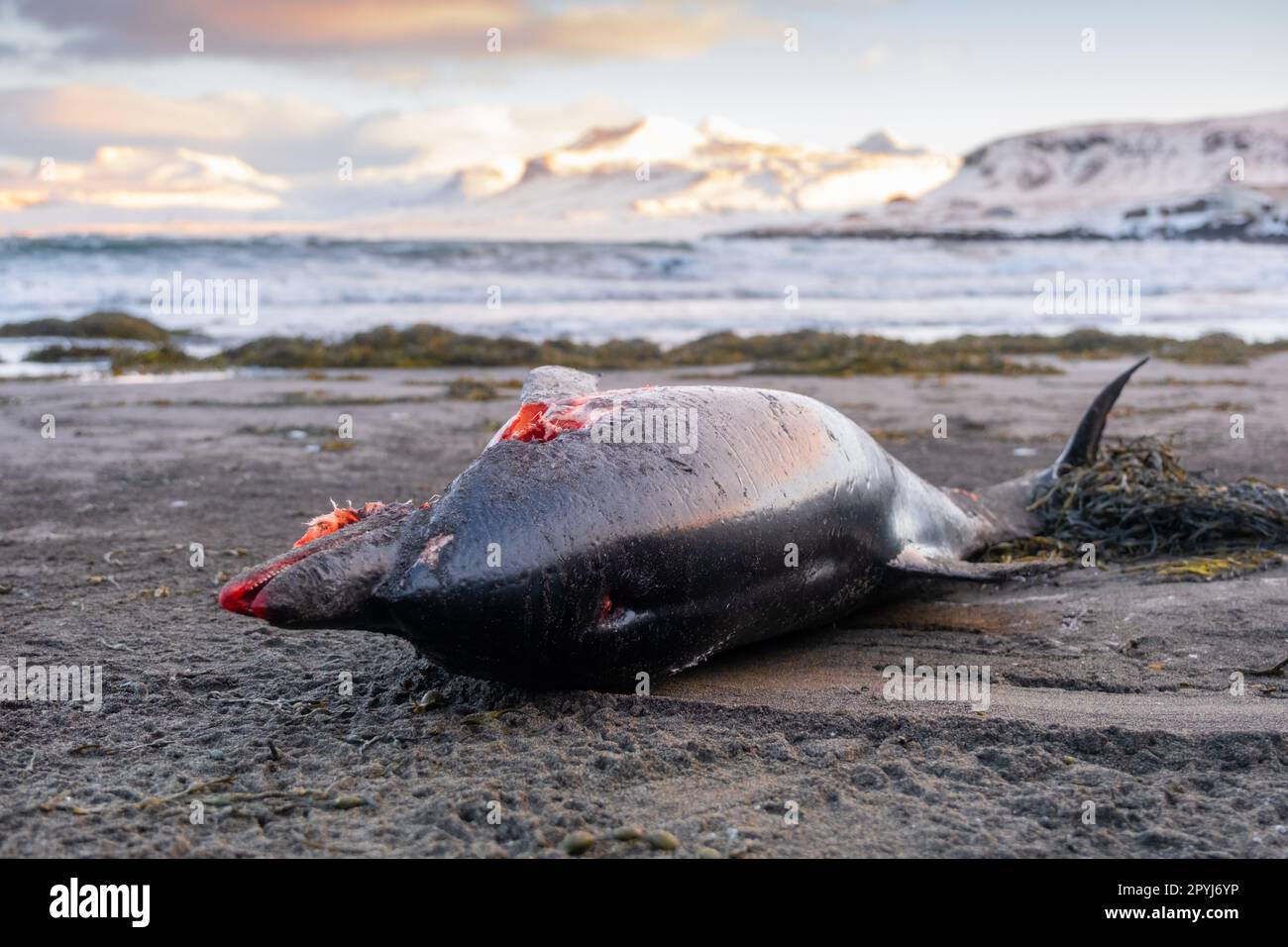 Dead Dolphin on The Beach. Dead Sea Animal, Decaying Corpse. Global ...