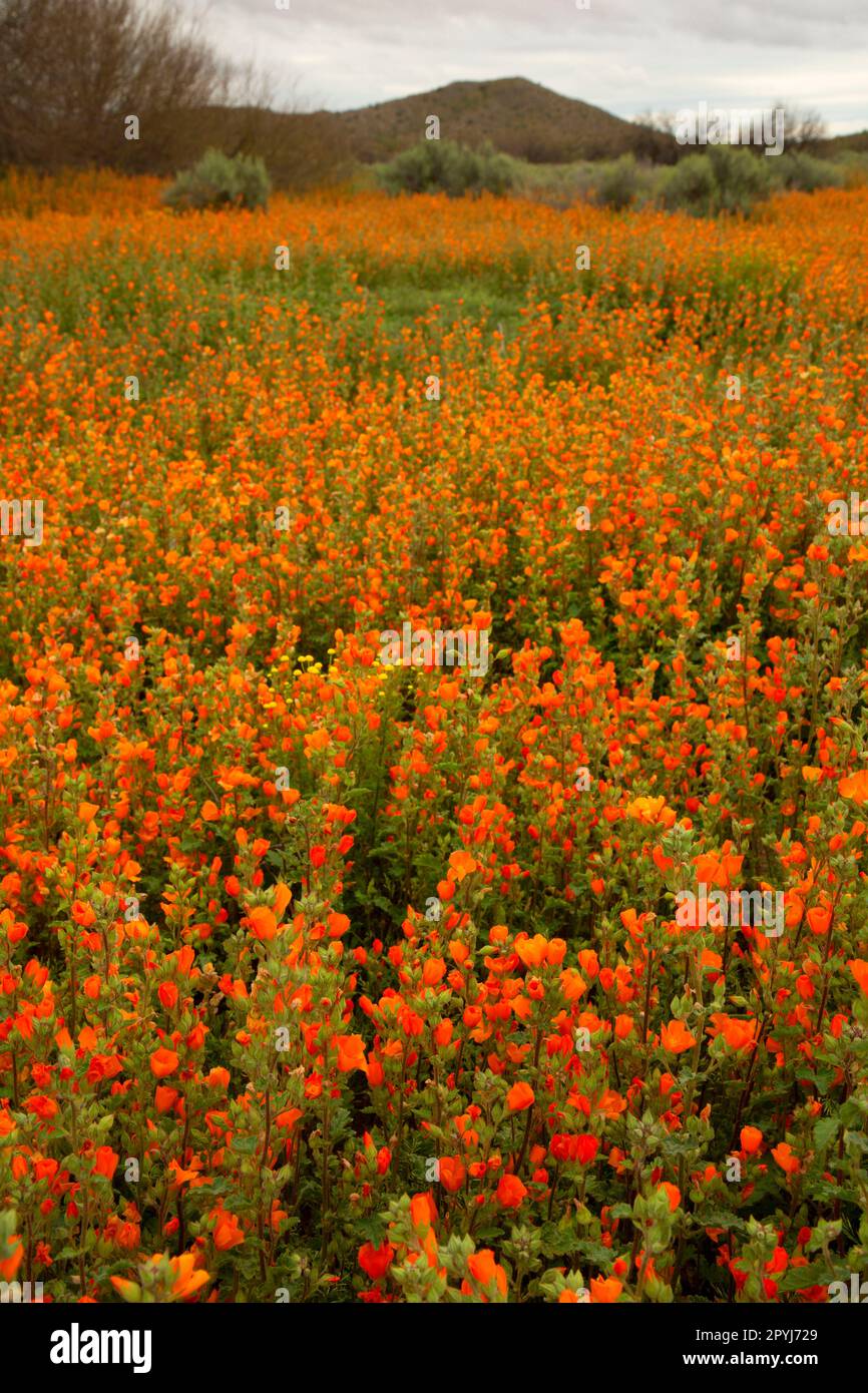 Mallow, Robbins Butte Wildlife Area, Arizona Stock Photo - Alamy