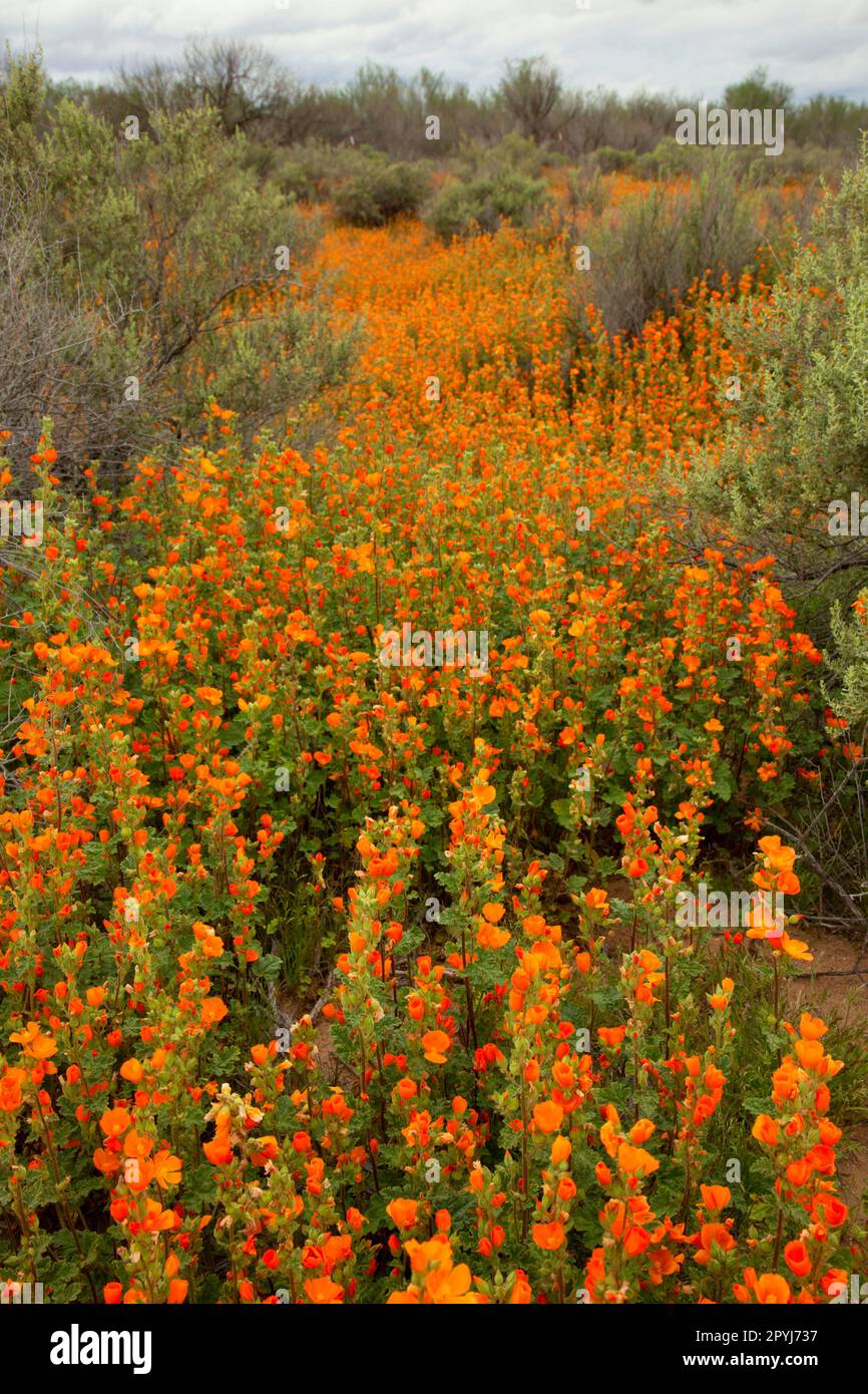 Mallow, Robbins Butte Wildlife Area, Arizona Stock Photo - Alamy