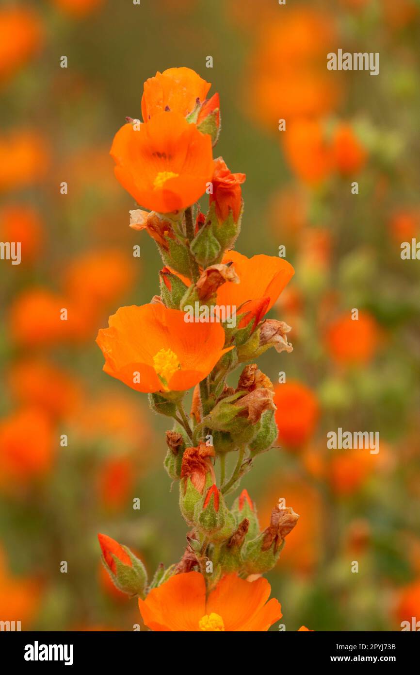 Mallow, Robbins Butte Wildlife Area, Arizona Stock Photo - Alamy