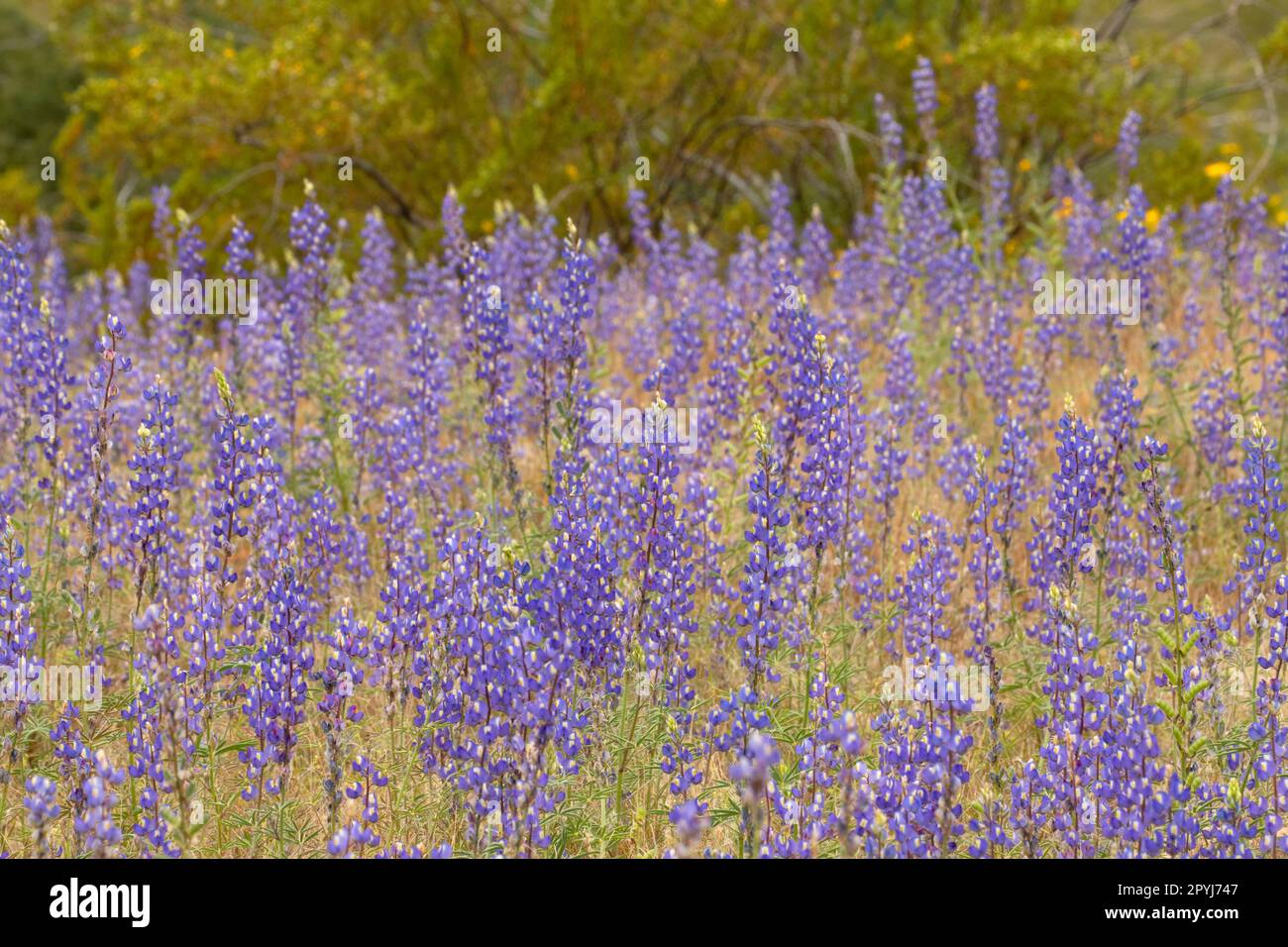 Buckeye hills regional park hi-res stock photography and images - Alamy