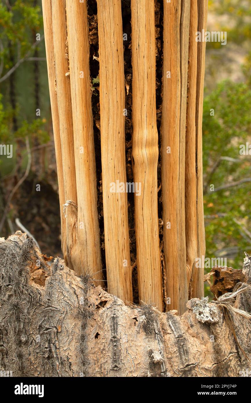 Saguaro skeleton, Sonoran Desert National Monument, Arizona Stock Photo ...