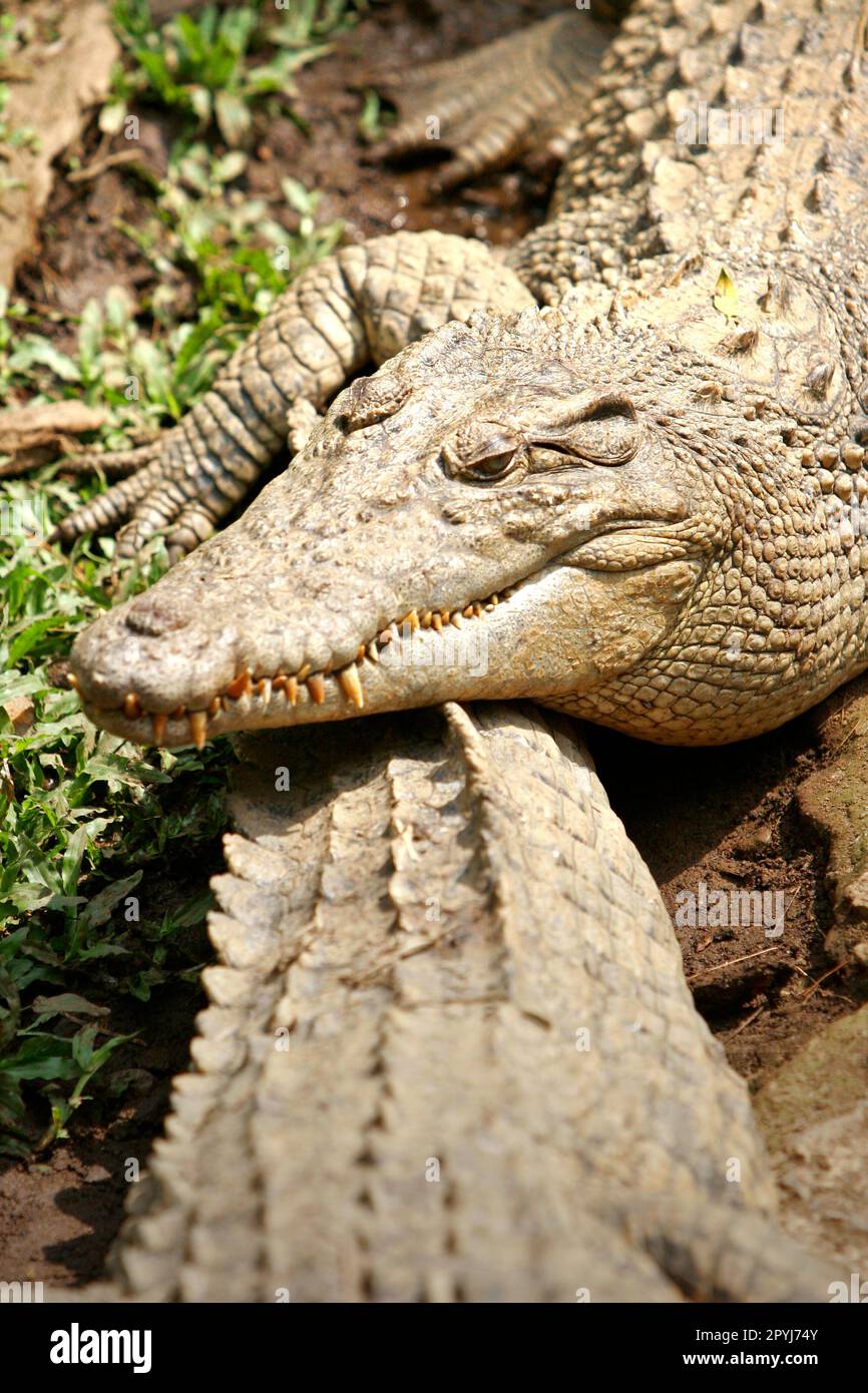 Saltwater crocodiles (Crocodylus porosus) at Taman Safari (Safari Park ...