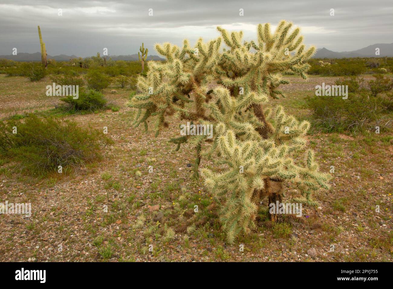 Cholla cactus, Sonoran Desert National Monument, Arizona Stock Photo ...