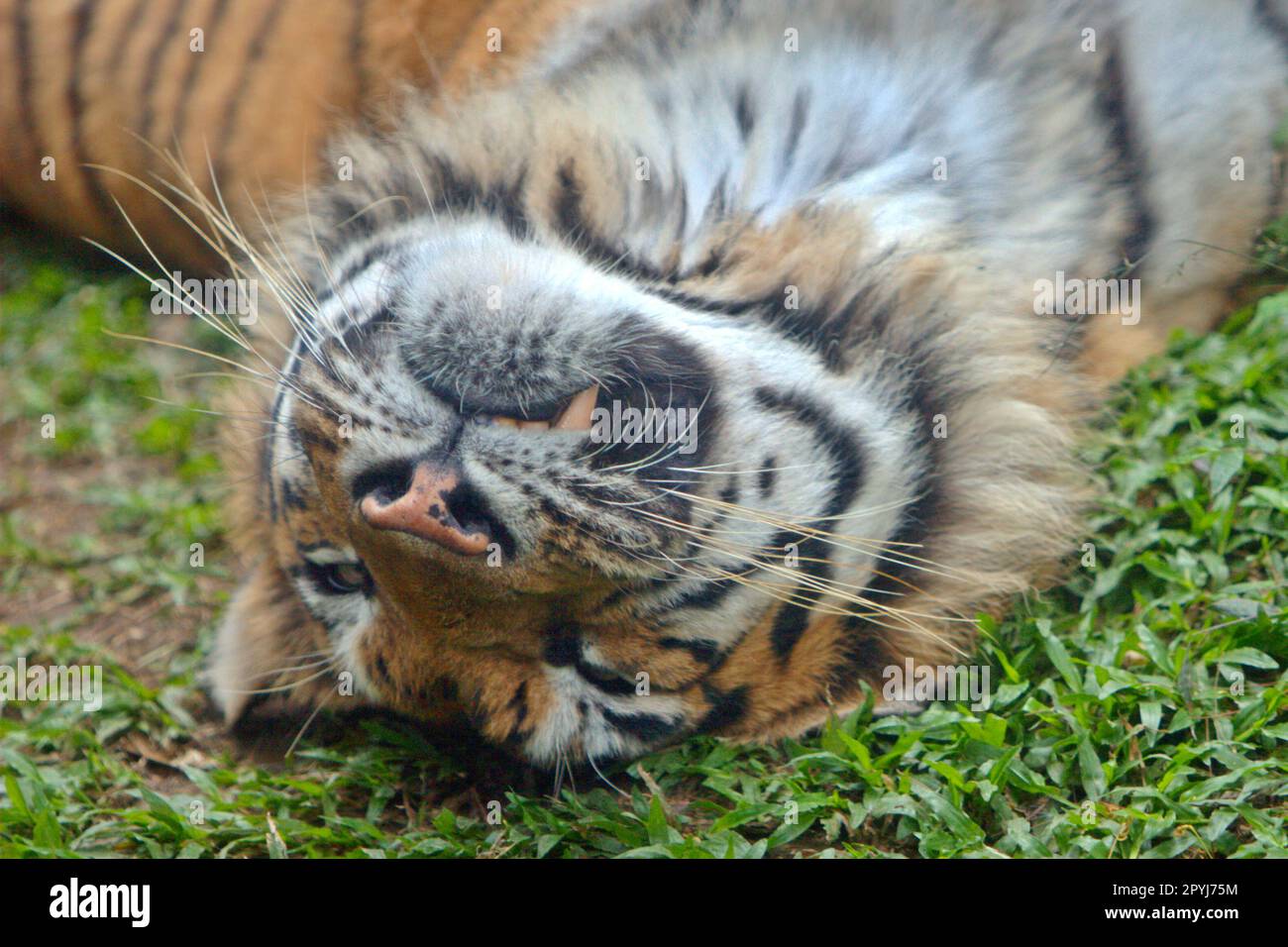 A tiger (species unknown) is lying on grass at Taman Safari (Safari ...